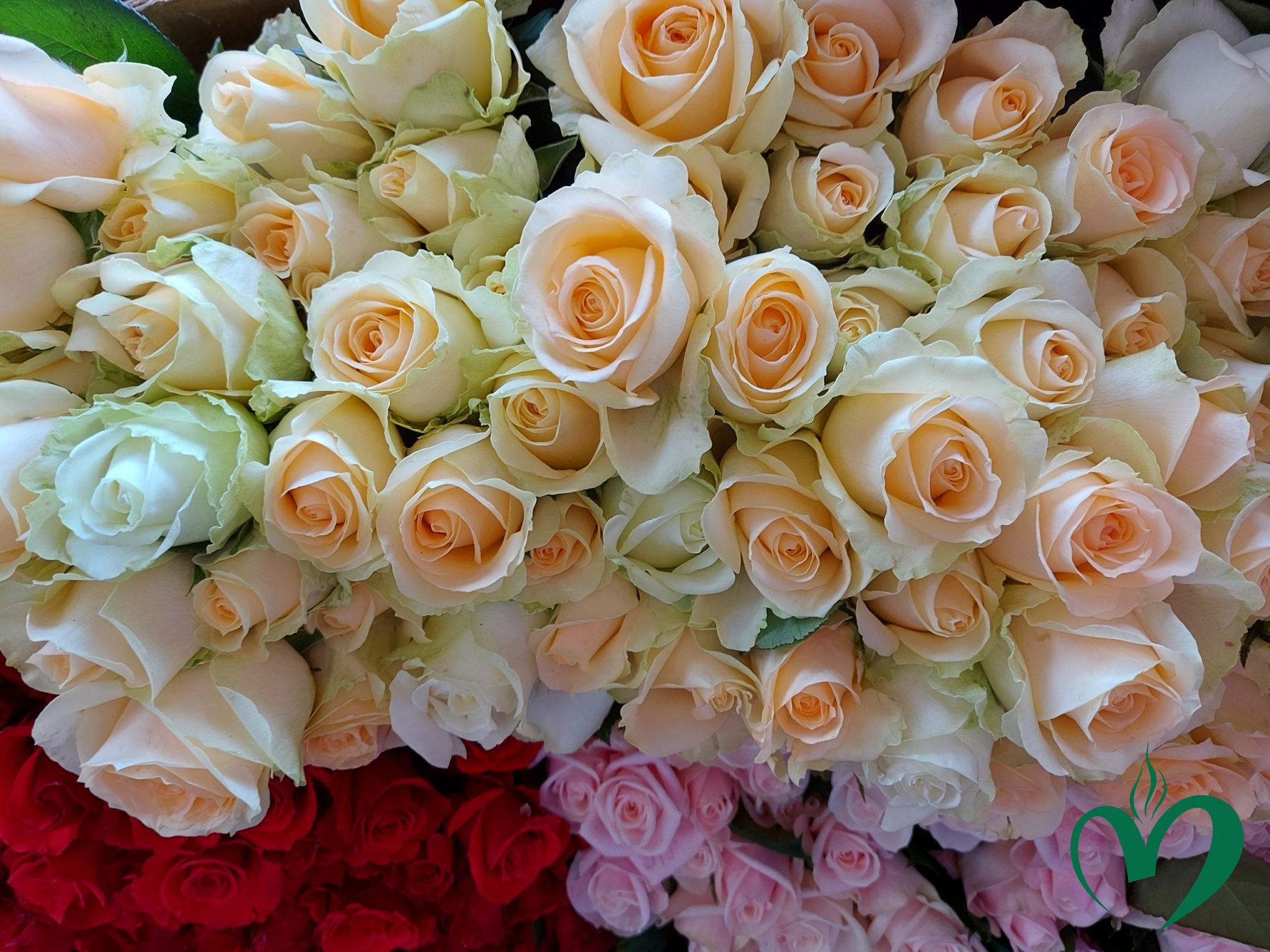 Hoa hồng Đà lạt -50 bông | Nội Trợ Nhanh